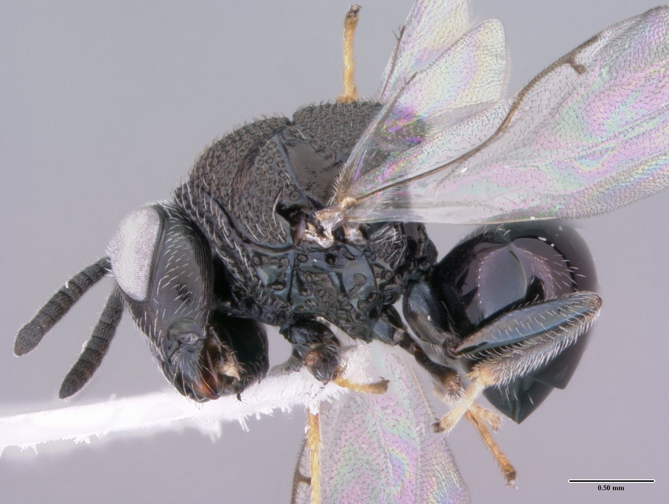 Insect Image of the Week: Perilampidae