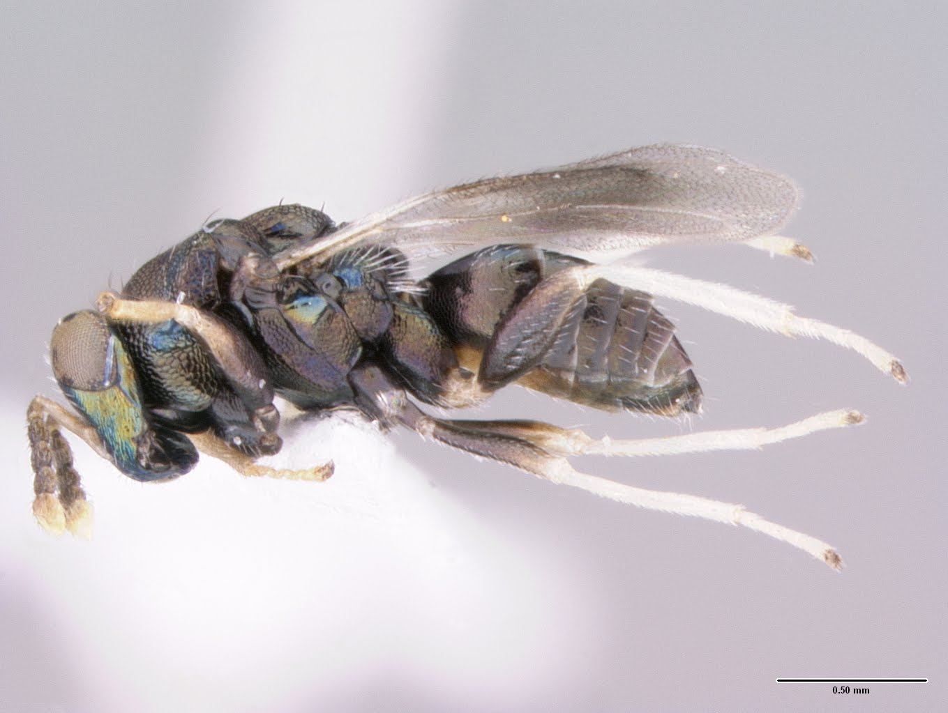 Insect Image of the Week: Eulophidae