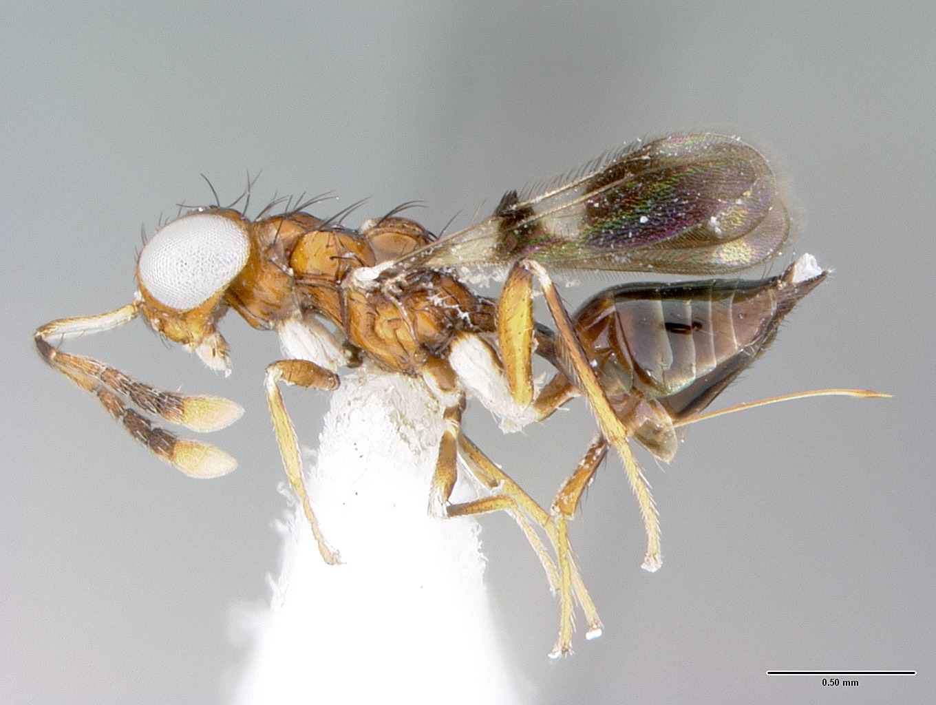 Insect Image of the Week: Hoplocrepis