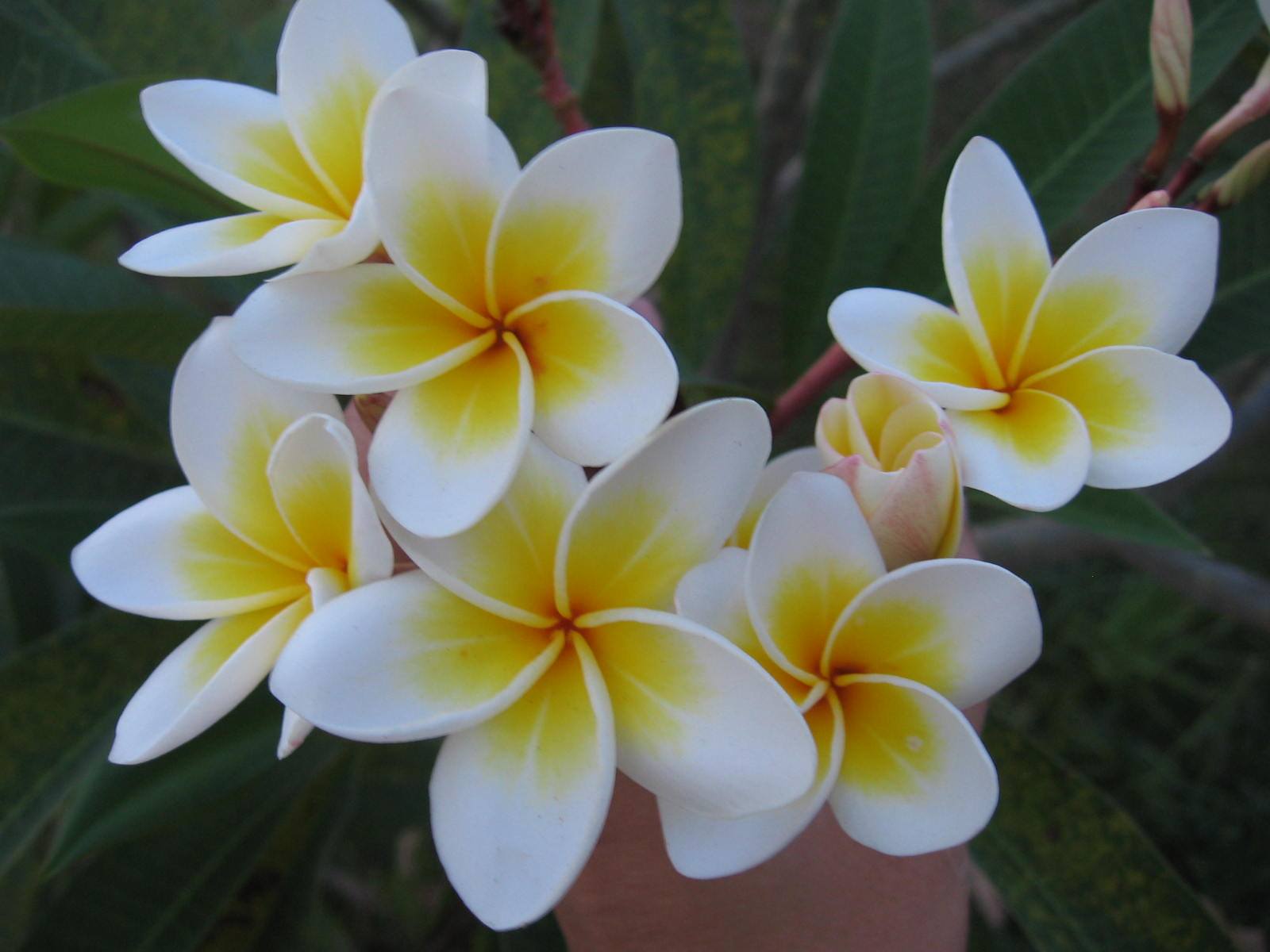 FRANGIPANIS AT THE AIRPORT - Woman Elan Vital | Davao Lifestyle Blog ...