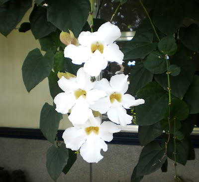 FLOR DE LUNA’s (Moon Flower) Uncertainties - Woman Elan Vital | Davao ...