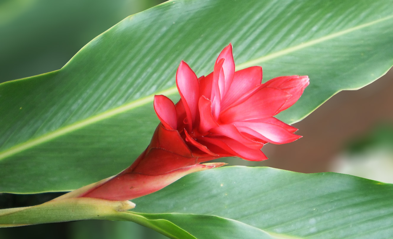 ORNAMENTAL BANANA - Woman Elan Vital | Davao Lifestyle Blog ...