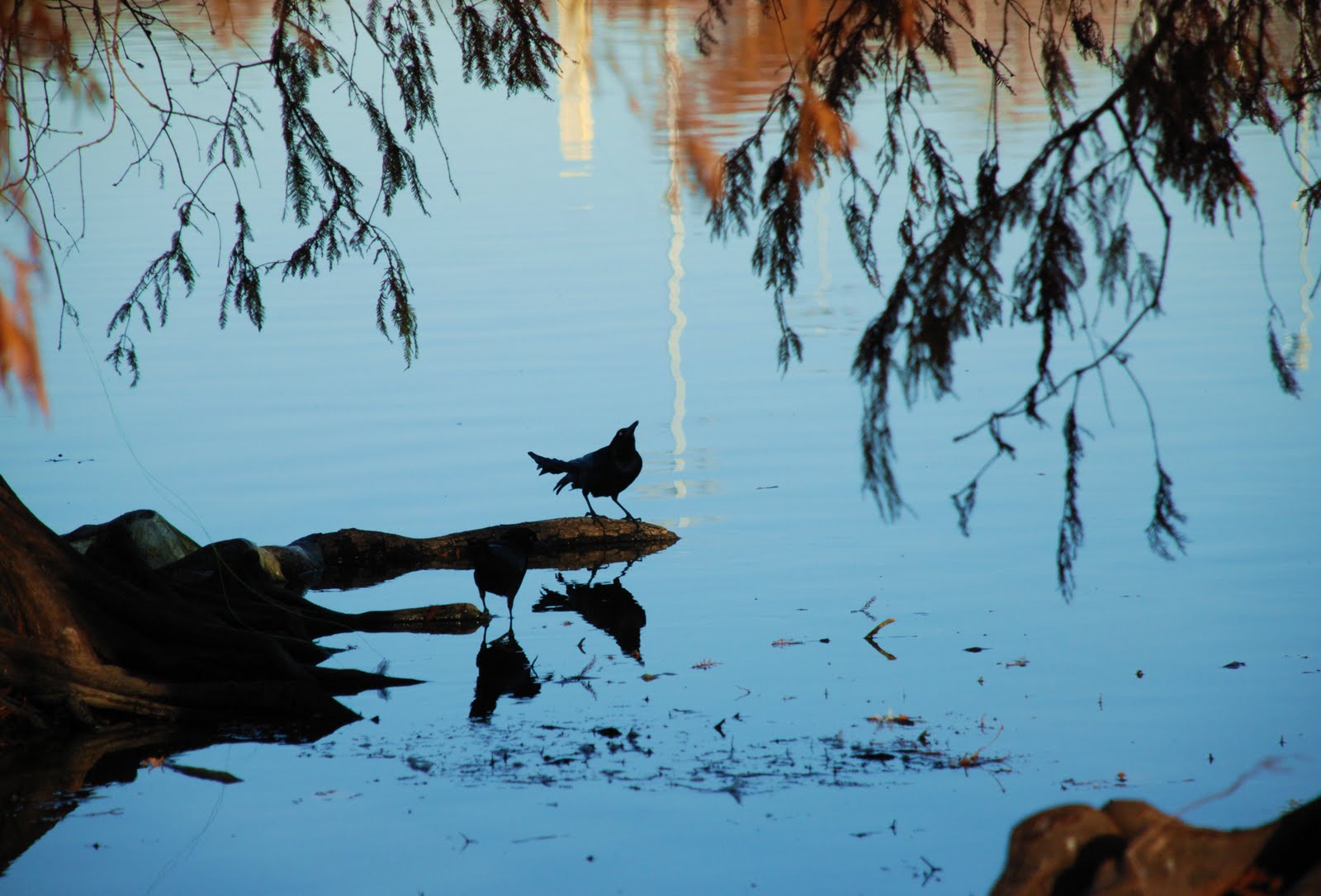 Neringa's Corner: A Lubbock Photo Safari