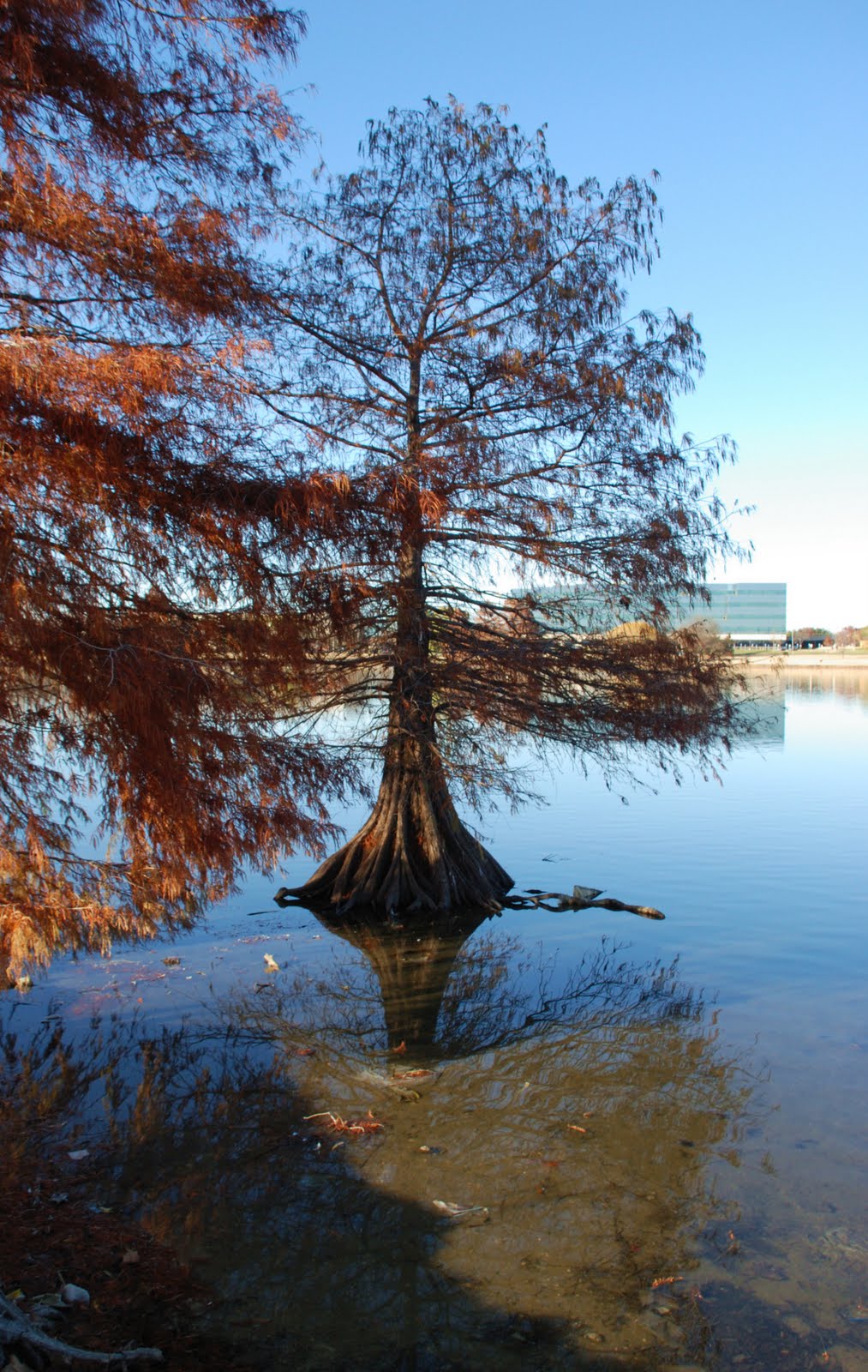 Neringa's Corner: A Lubbock Photo Safari