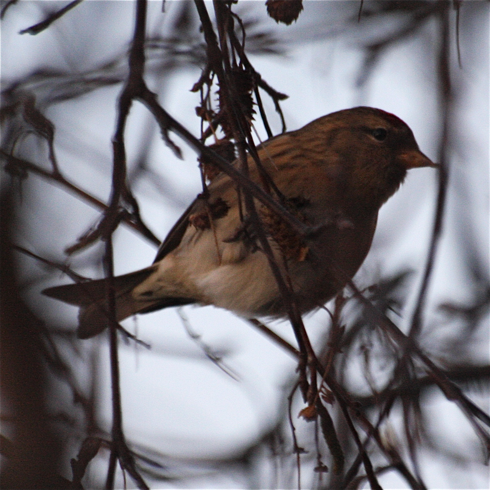 Morgithology: Lumping Lesser, Common and Arctic Redpolls