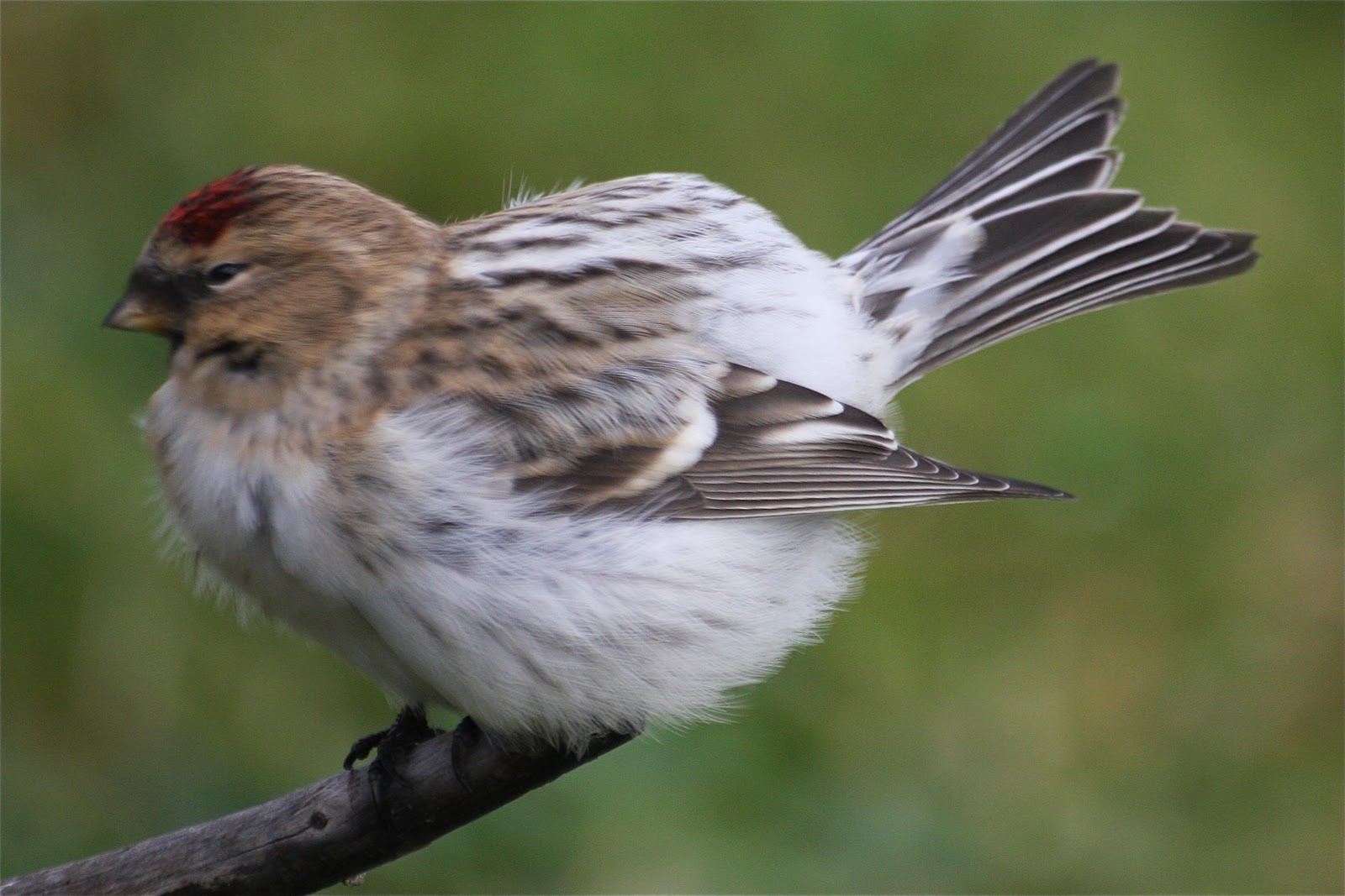 Morgithology: Lumping Lesser, Common and Arctic Redpolls