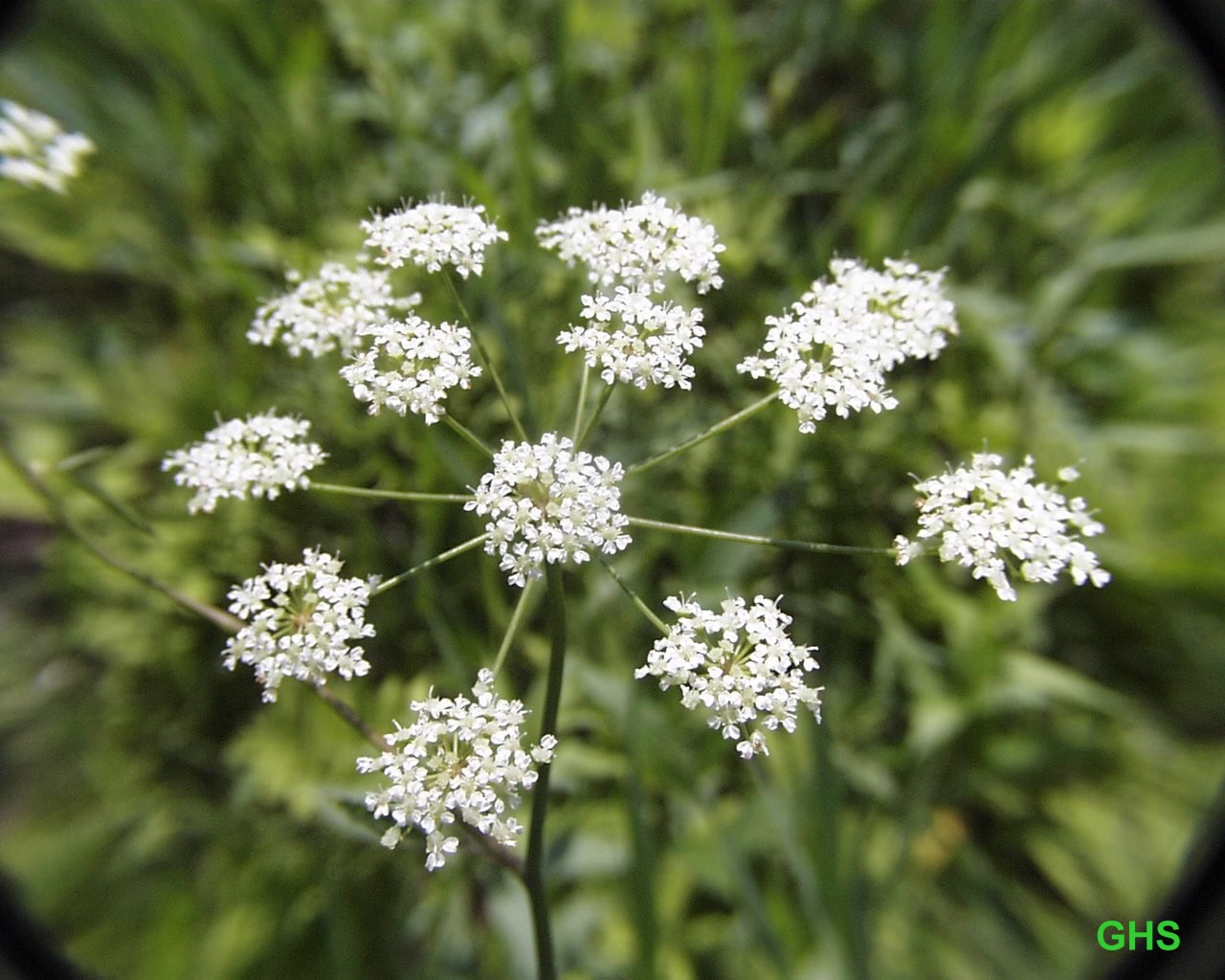 EMS SOLUTIONS INTERNATIONAL by @DrRamonReyesMD marca registrada ...