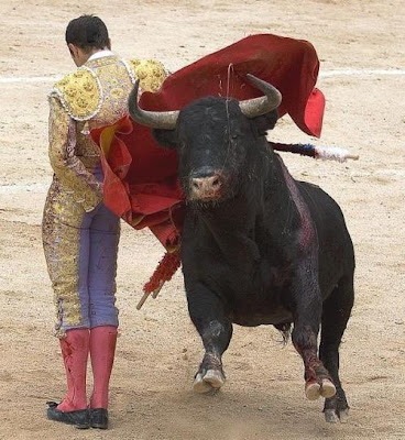 funny: Bull Fighting With Man