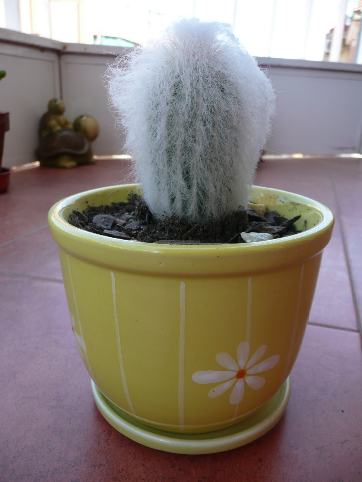 Cáctus y plantas de María: enero 2011