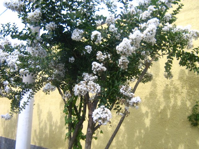 Meu Cantinho Verde: RESEDÁ (Laerstroemia indica)