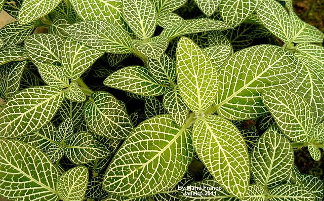 Meu Cantinho Verde: PLANTA-MOSAICO - ( Fittonia )