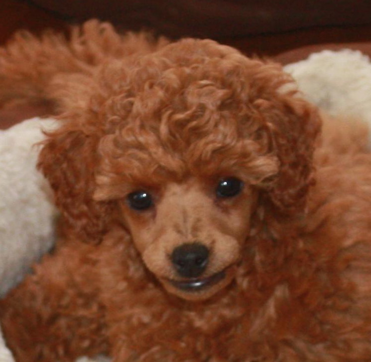 Toy Delux Beautiful Toy Poodles