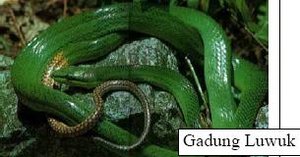 ragam reptil diindonesia: Ular Gadung