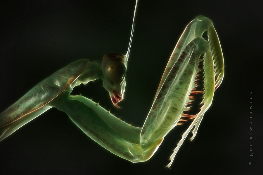 Cool Pictures of Alien Insects - Insect Macro Photography