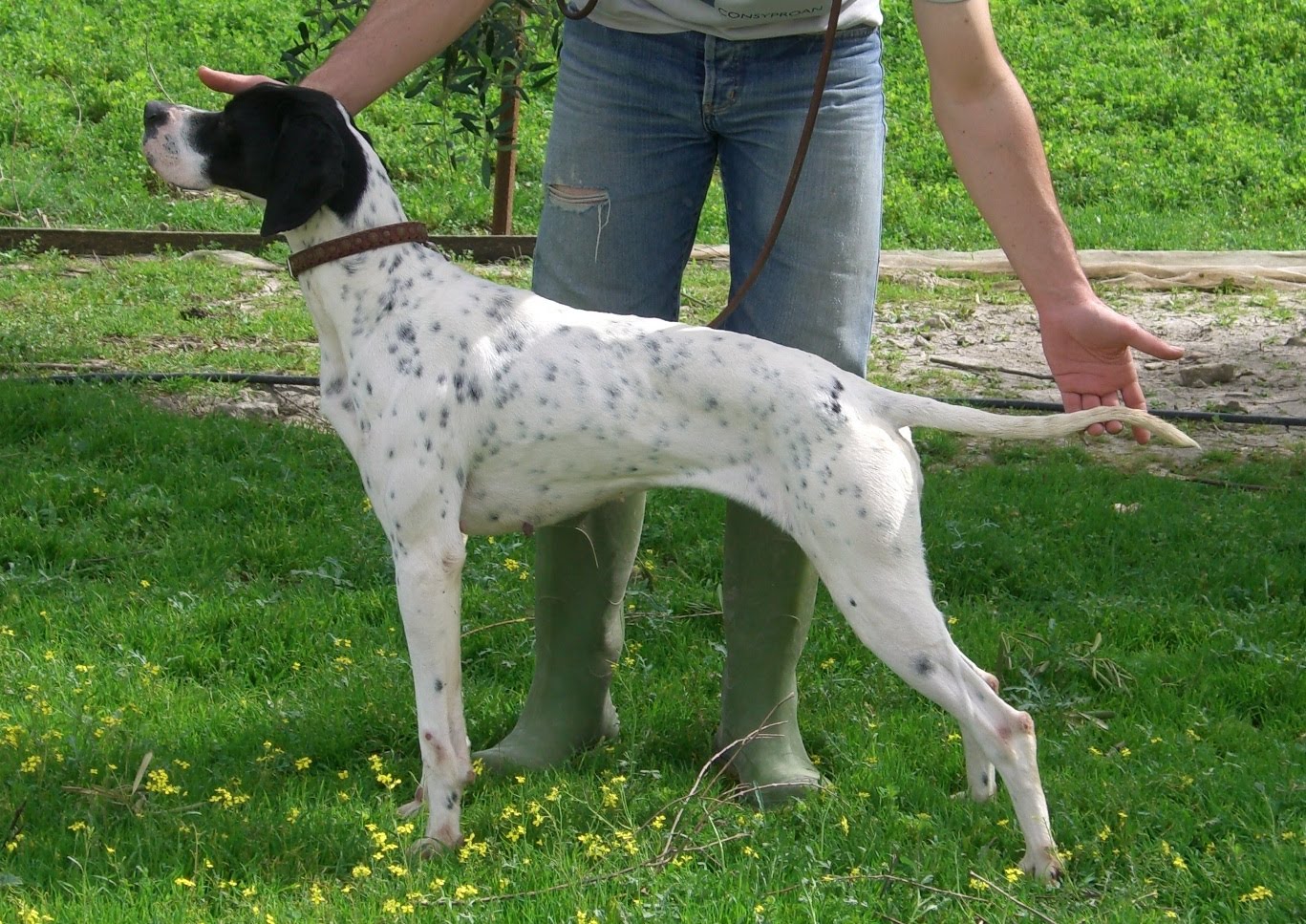 POINTER DE MELLANTES: PROXIMA CAMADA POINTER "De mellantes"