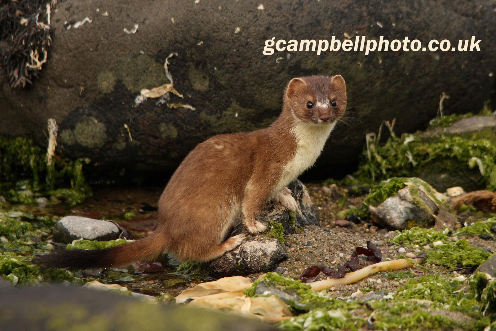 nibirds: Irish Stoat and Irish Hare