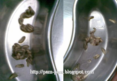 Treasure... every moment.: Understanding maggot's life cycle - what is ...