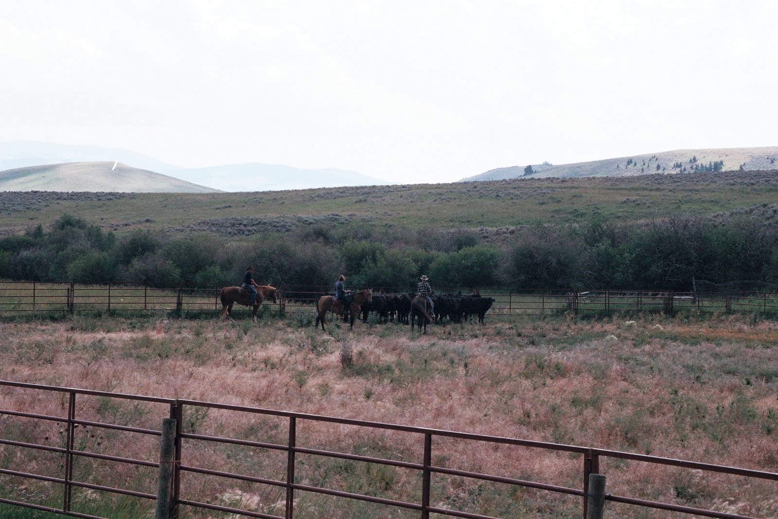 The Pedigree Artist: My Montana Vacation