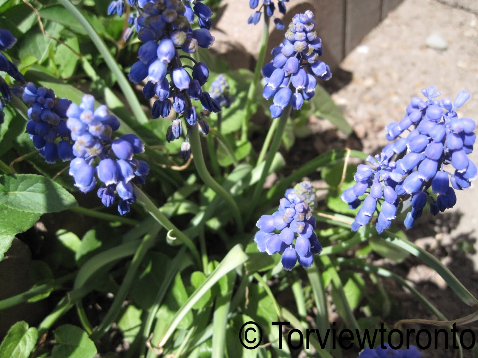 Torviewtoronto: Grape hyacinth
