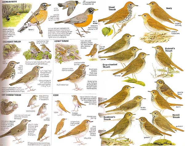 Christian Artuso: Birds, Wildlife: Improving on a masterpeice