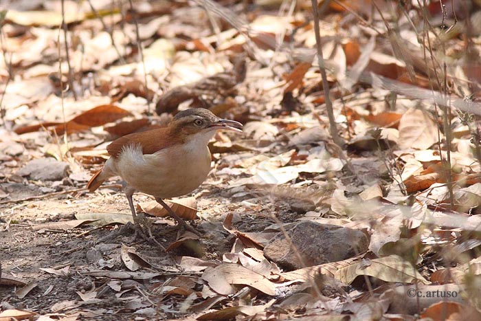 Christian Artuso: Birds, Wildlife: Peru: Part 2 - Dry Forests