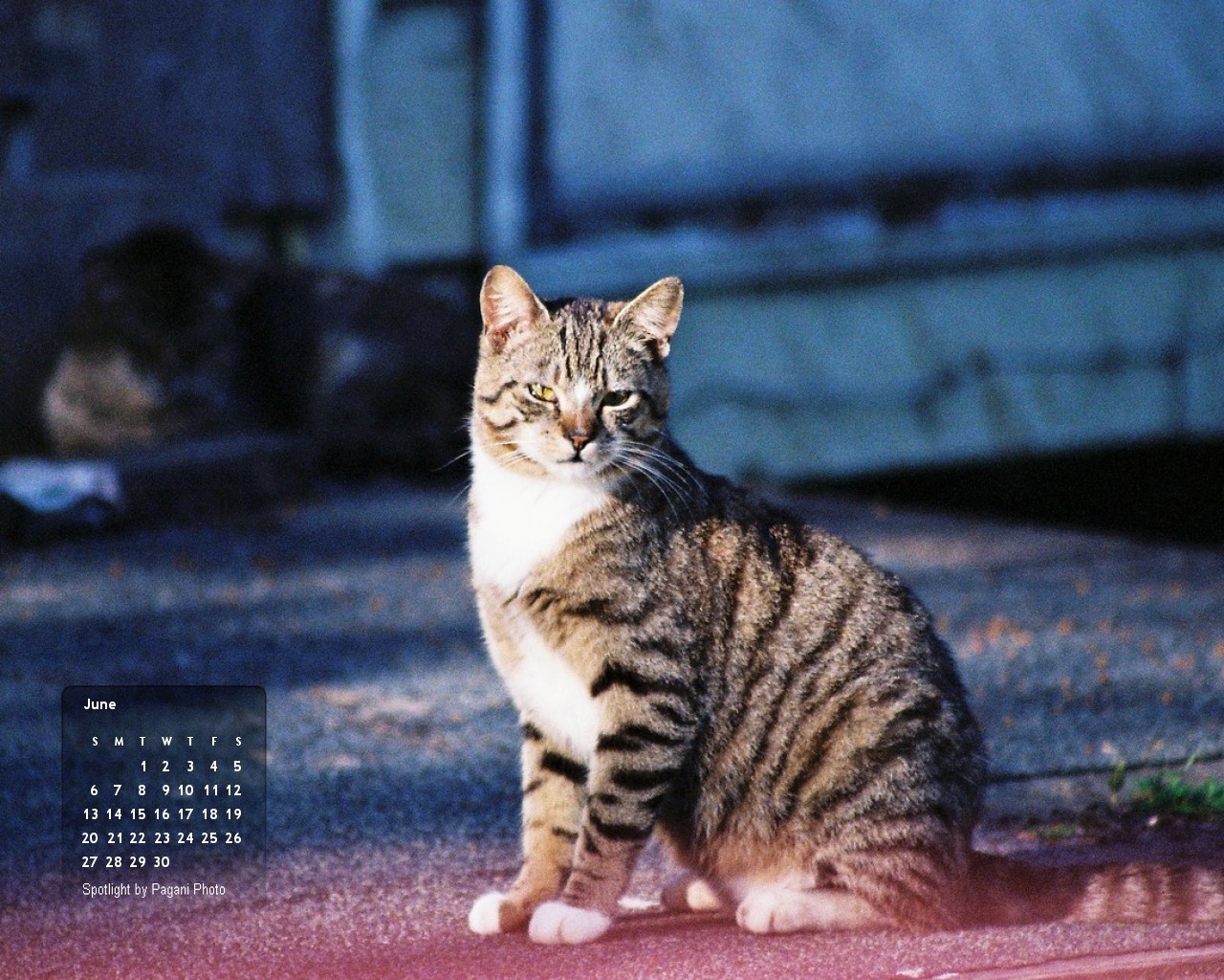 June Cats Desktop Wallpaper Calendars