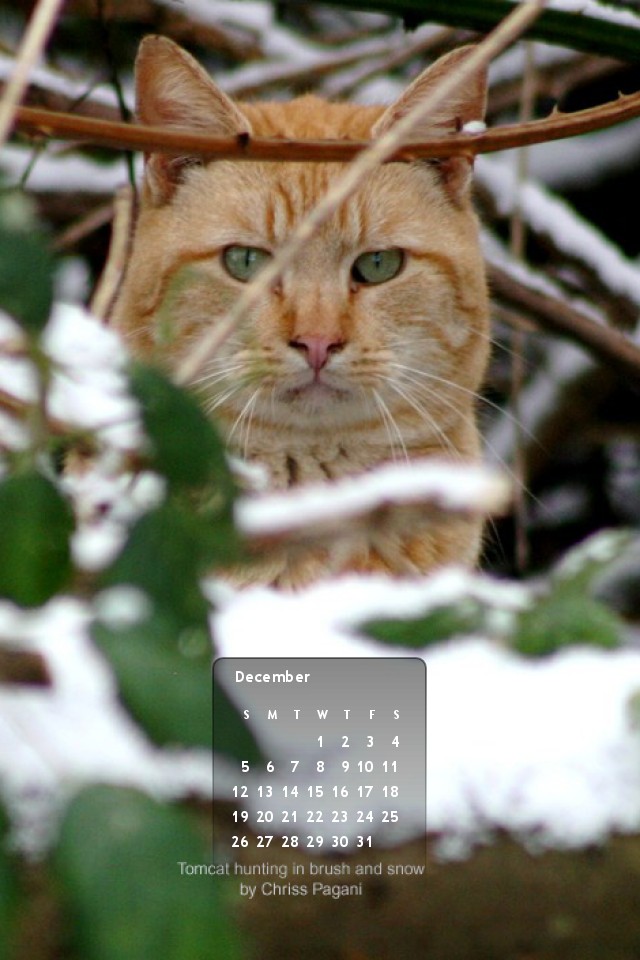 FREE December Feral Cat desktop wallpaper calendar!