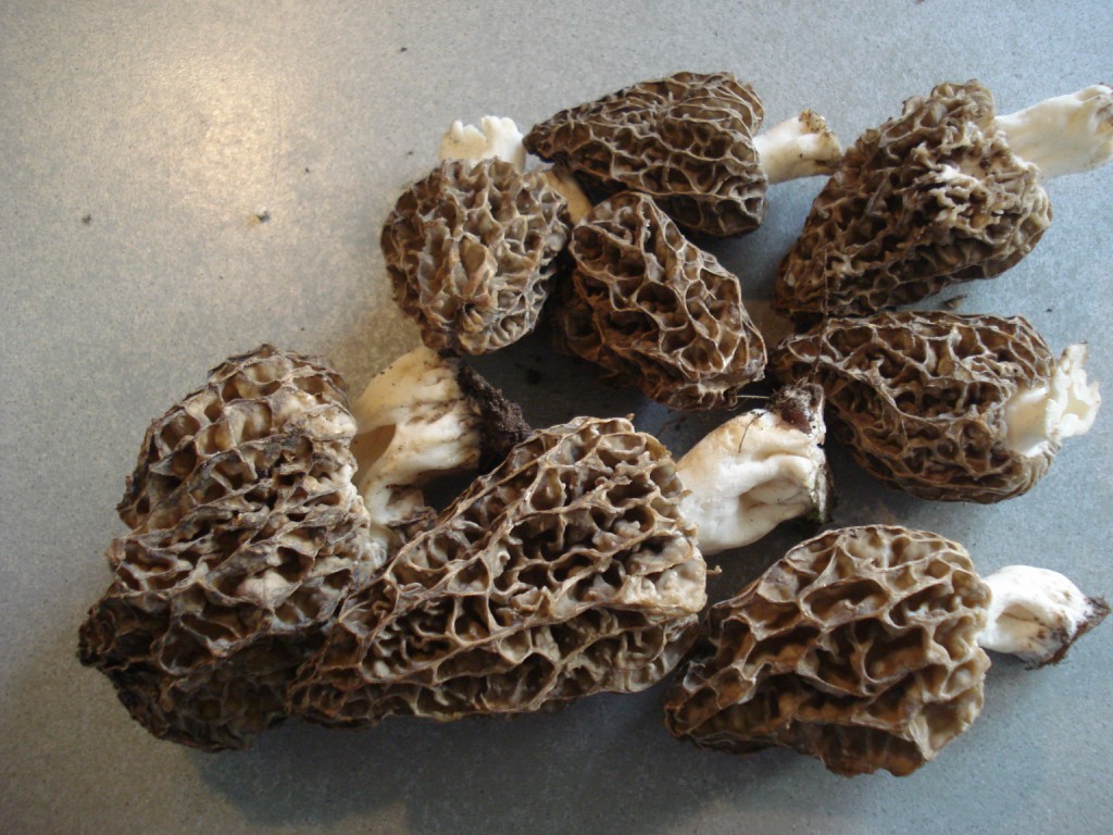 Ma journée: Les morilles de Grand-mère.....