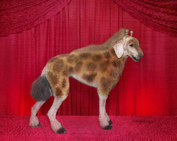 FoxyCircus: Top 12 Creative Dog Hairstyles