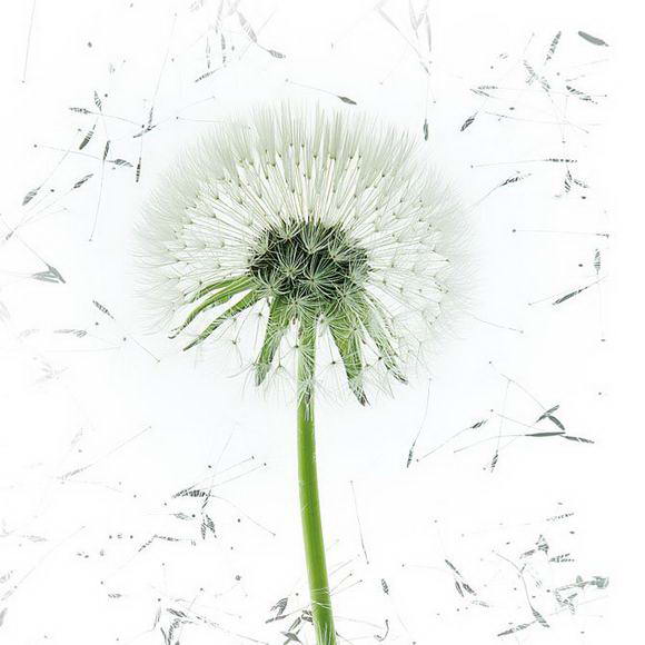 FoxyLoad: Amazing Flower Art