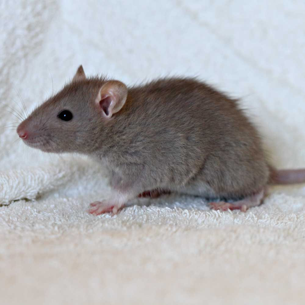 Rats From Mars Fancy Rat Rattery Phoenix Arizona Harley Dumbo Rats