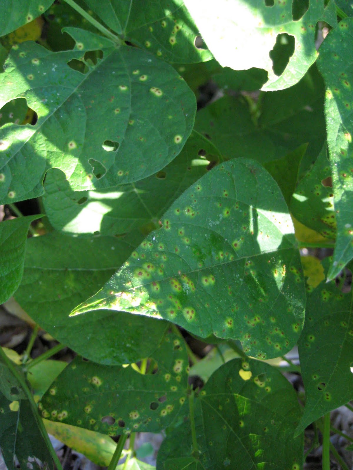 ATLANTA VEGGIES : Rust in the Garden