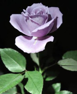 D' Jen Variedades: La Primera Rosa Azul del Mundo