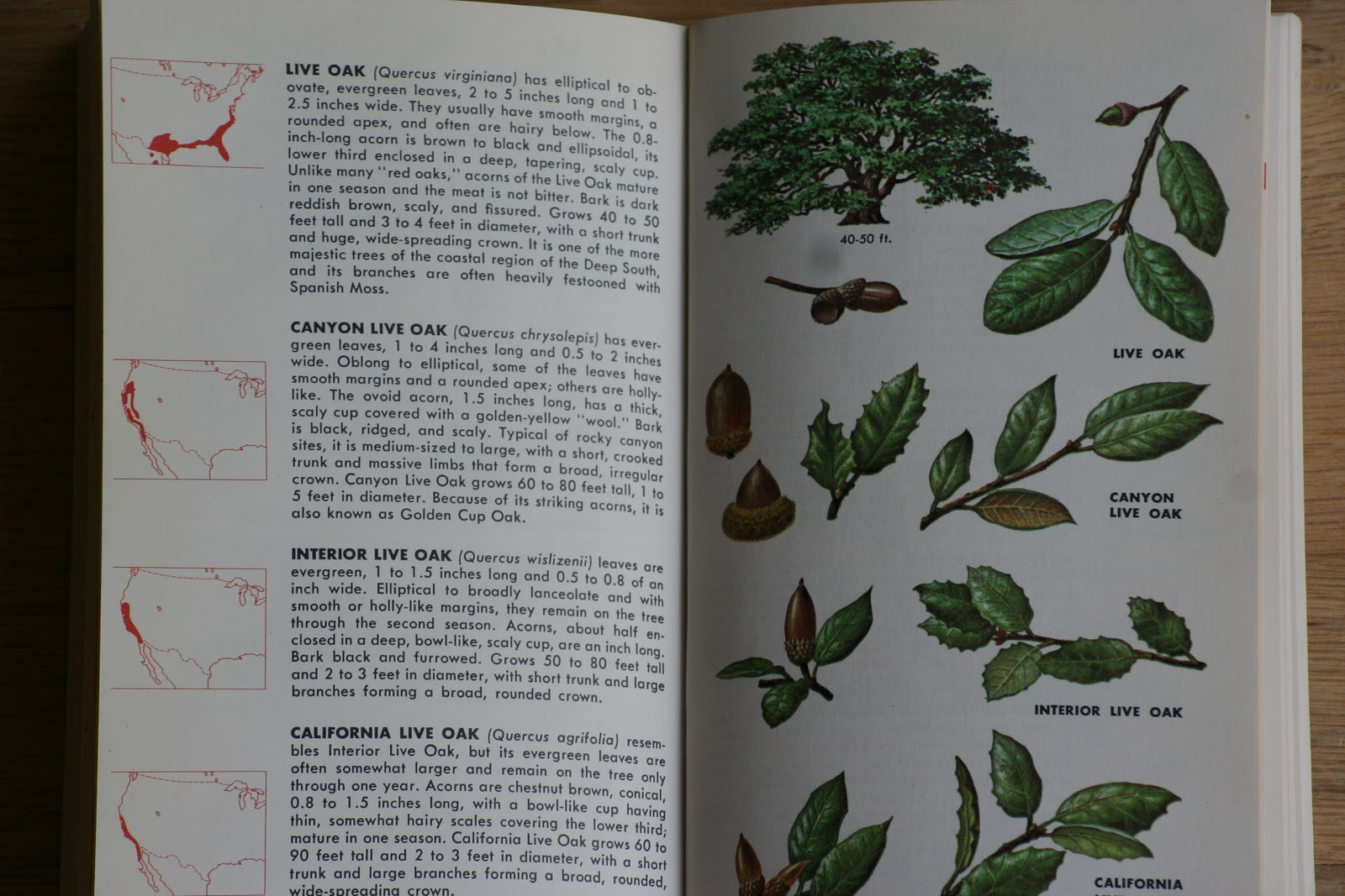 Picnics in the Park: Vintage Books: Field Guides