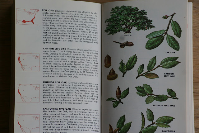 Picnics in the Park: Vintage Books: Field Guides