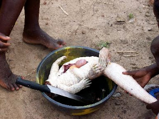 (mis)adventures: BIG LIZARD MEAT