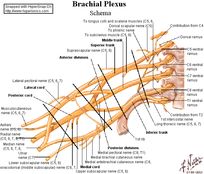 SISTEM SARAF PERIFER DAN OTONOM | winnie the pooh