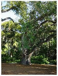 Trees and Herbs (with medicinal value): Hauili (ficus septic Burm. F ...
