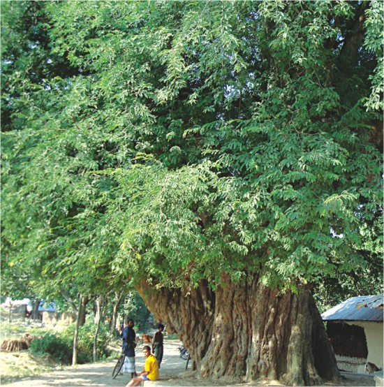 Walking For Making Difference: 500 year old tamarind tree at Surola village