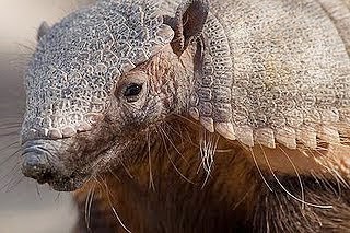 Piche Patagónico - Habitante de Península Valdés