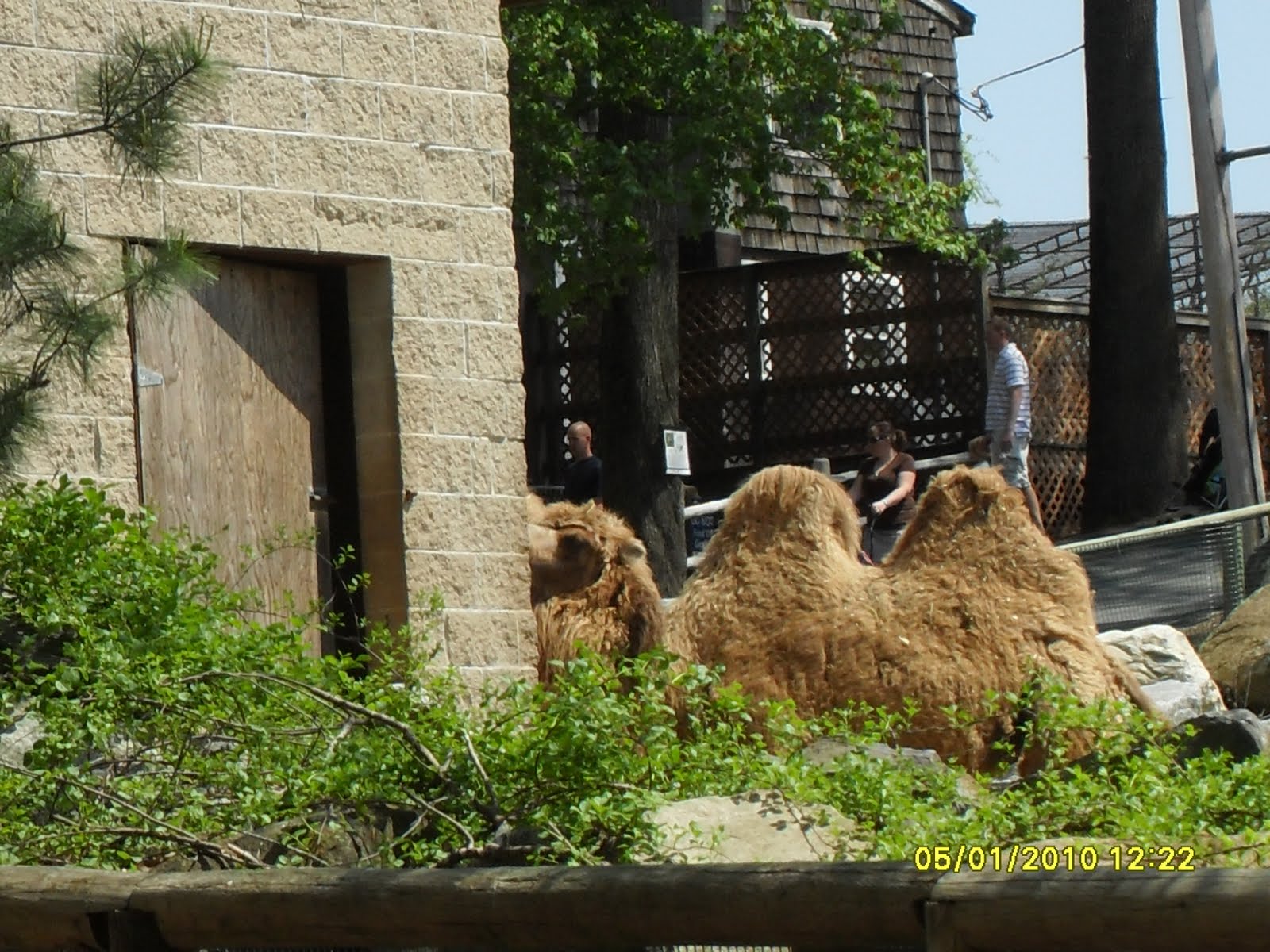 Ryan the lion: Southwick Zoo
