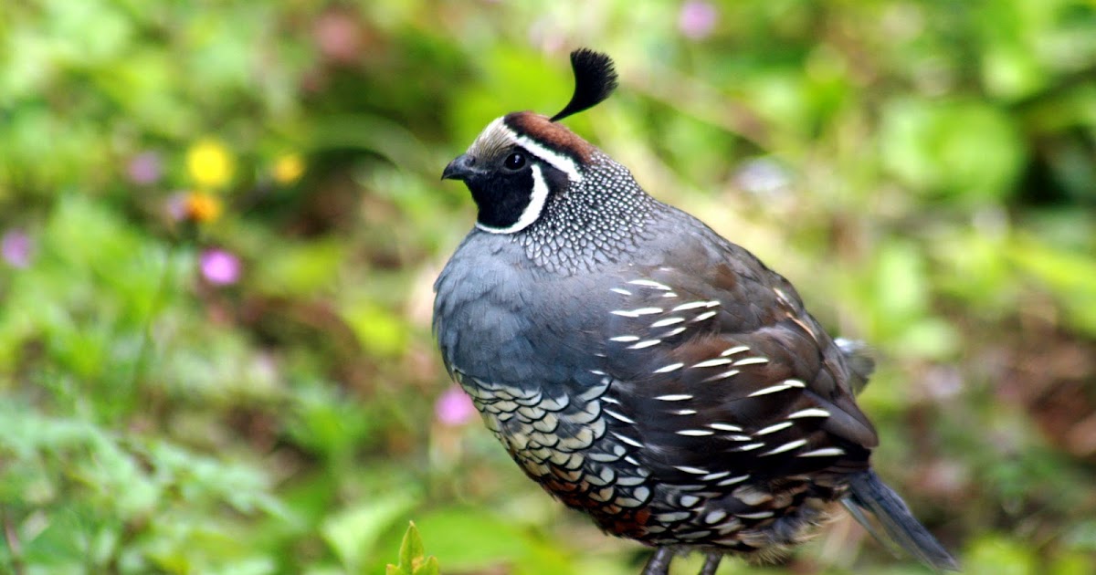 PASARI EXOTICE: PREPELITA CALIFORNIANA