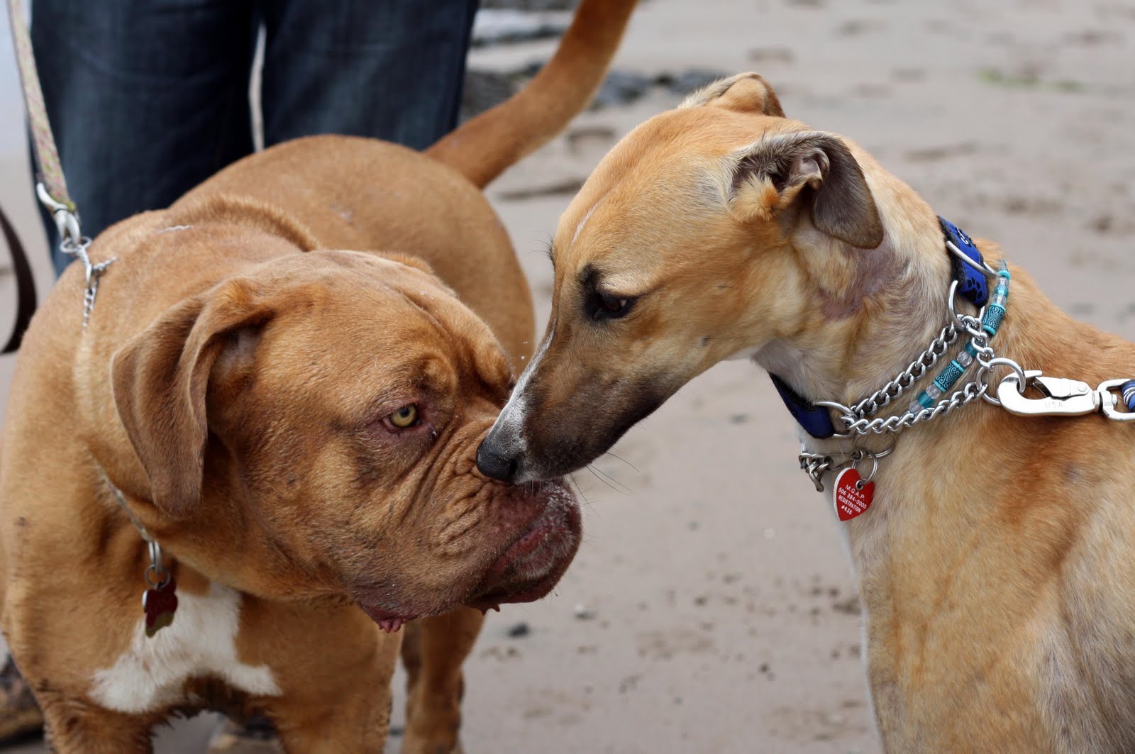 For the Love of the Jowl: a Blog: Big Jowls Meet Little Jowls