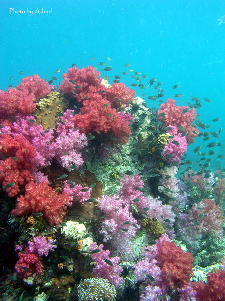 trip tour beach Guide: amazing Trang one day