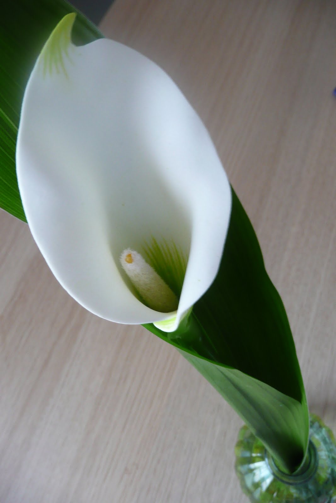 Sunfish Sailboat Rigging Diagram