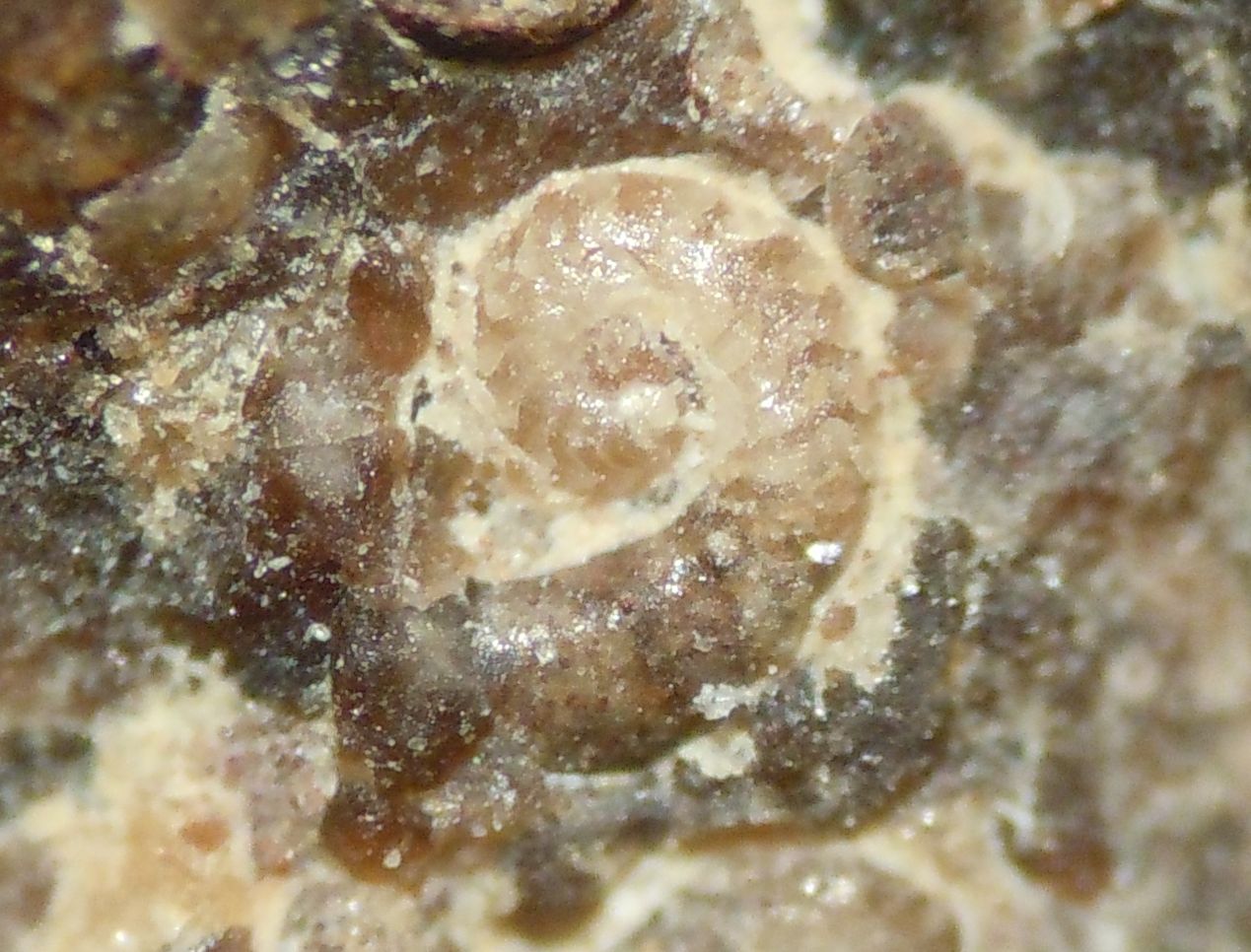 Ammonoidea: Juvenile heteromorph