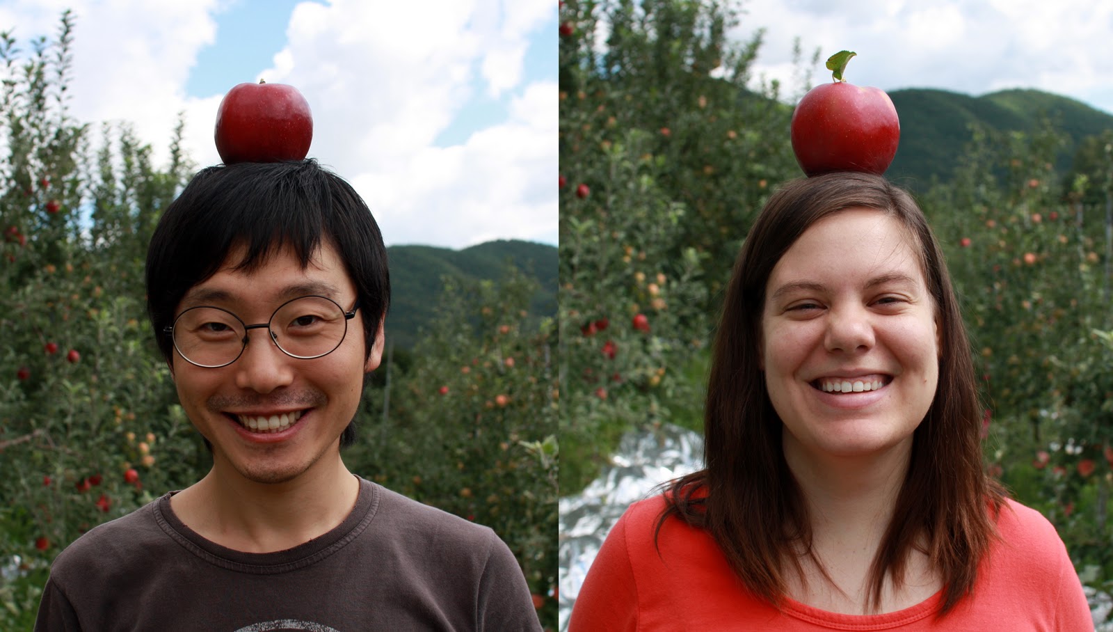 Siamese applehead kittens for sale ottawa. appleheadchihuahuayorkie mix ...