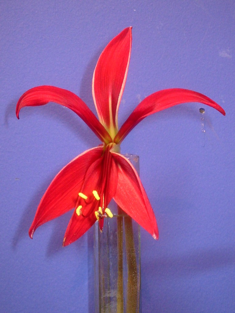 RECUERDOS SCOUT: Flor de LIZ