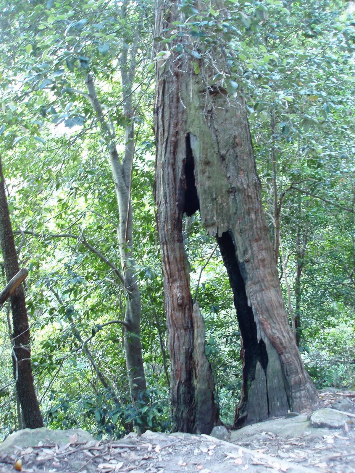Uprooted Gardener: Katoomba in The Blue Mountains