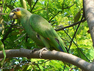 loros colombianos